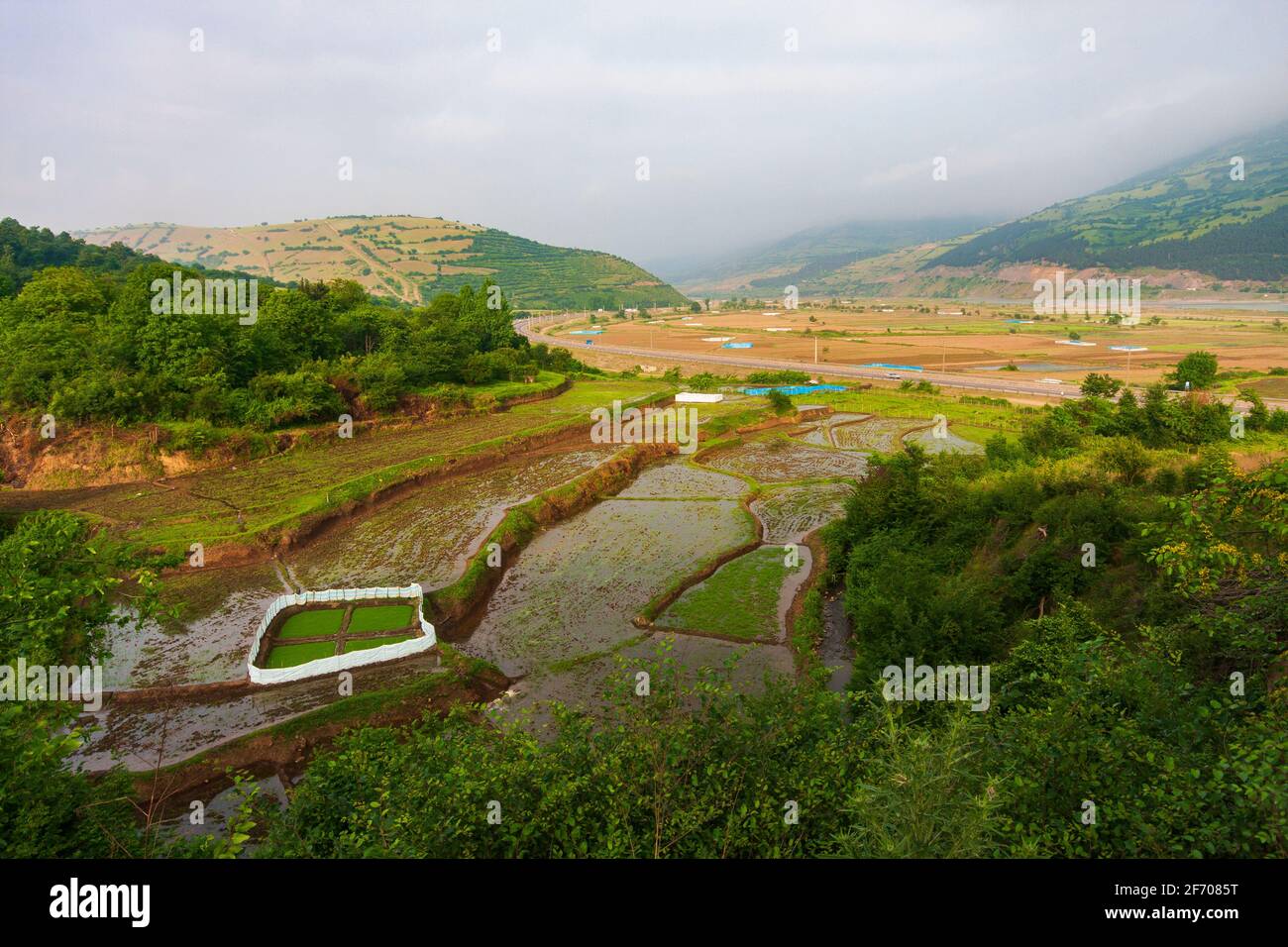 Rice or Paddy Fields in the north of Iran Stock Photo - Alamy