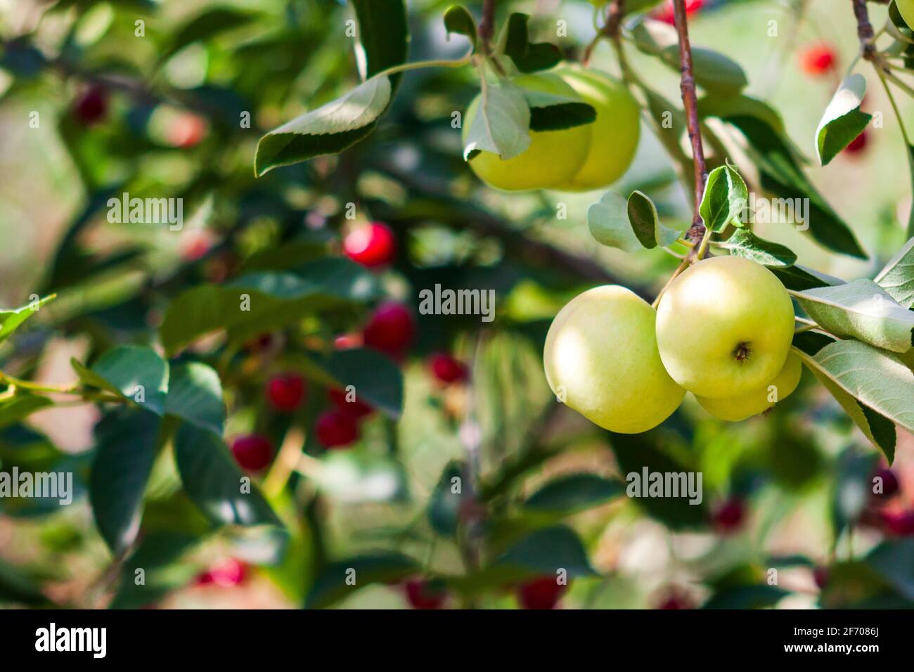 Apple tree with yellow apples Stock Photo - Alamy