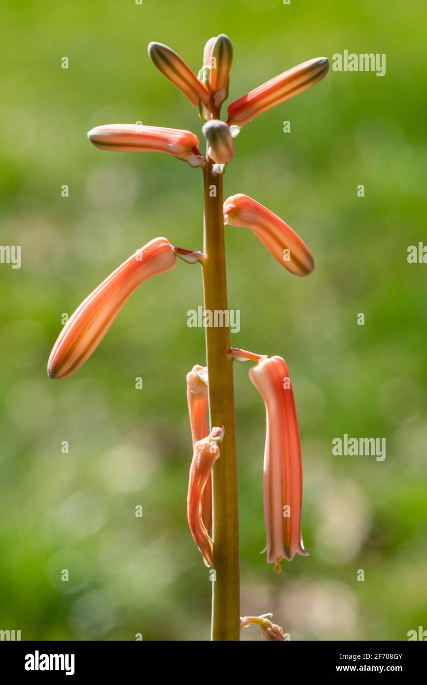Spike inflorescence hi-res stock photography and images - Alamy