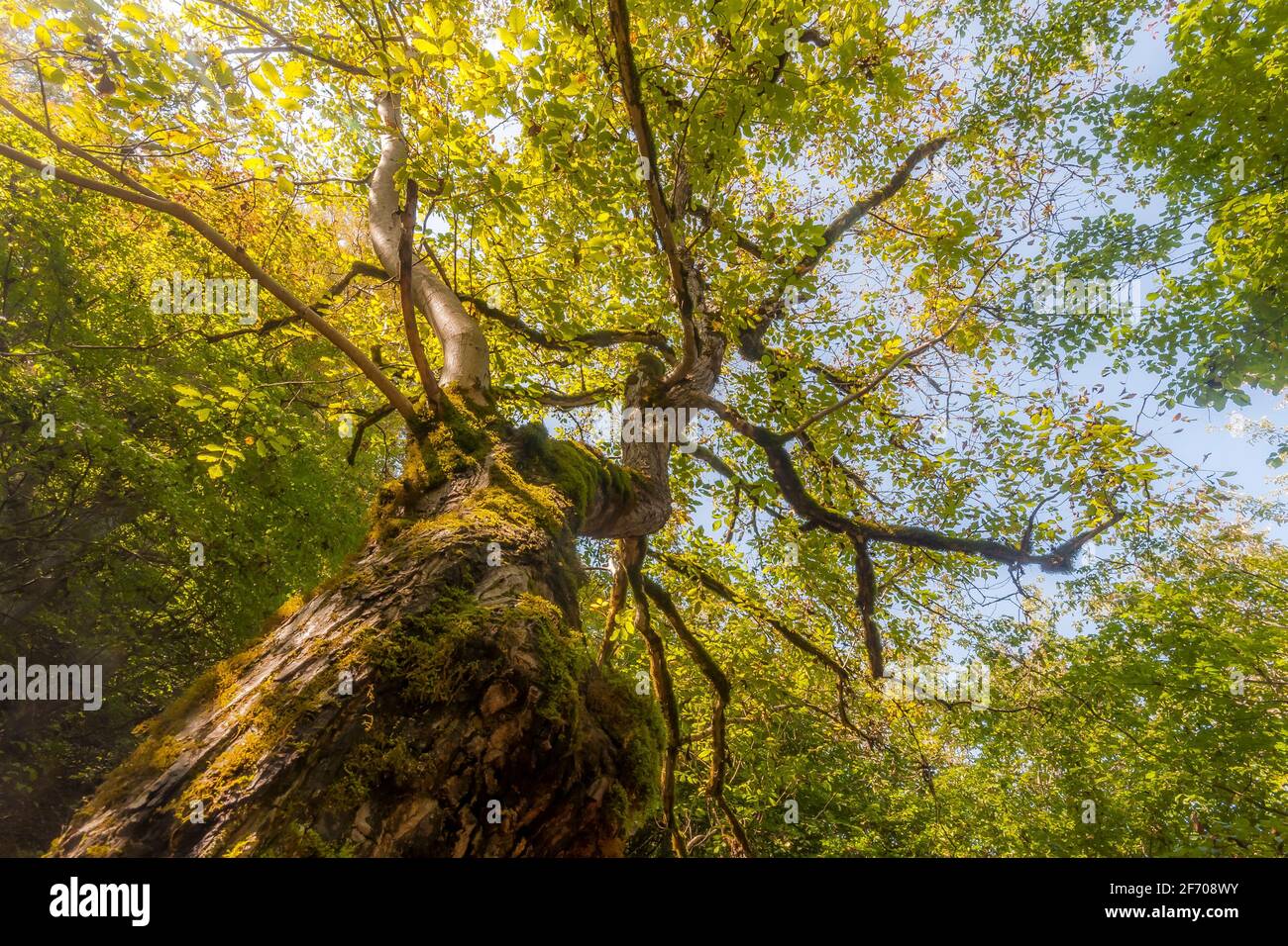 View of tree in the forst Stock Photo - Alamy