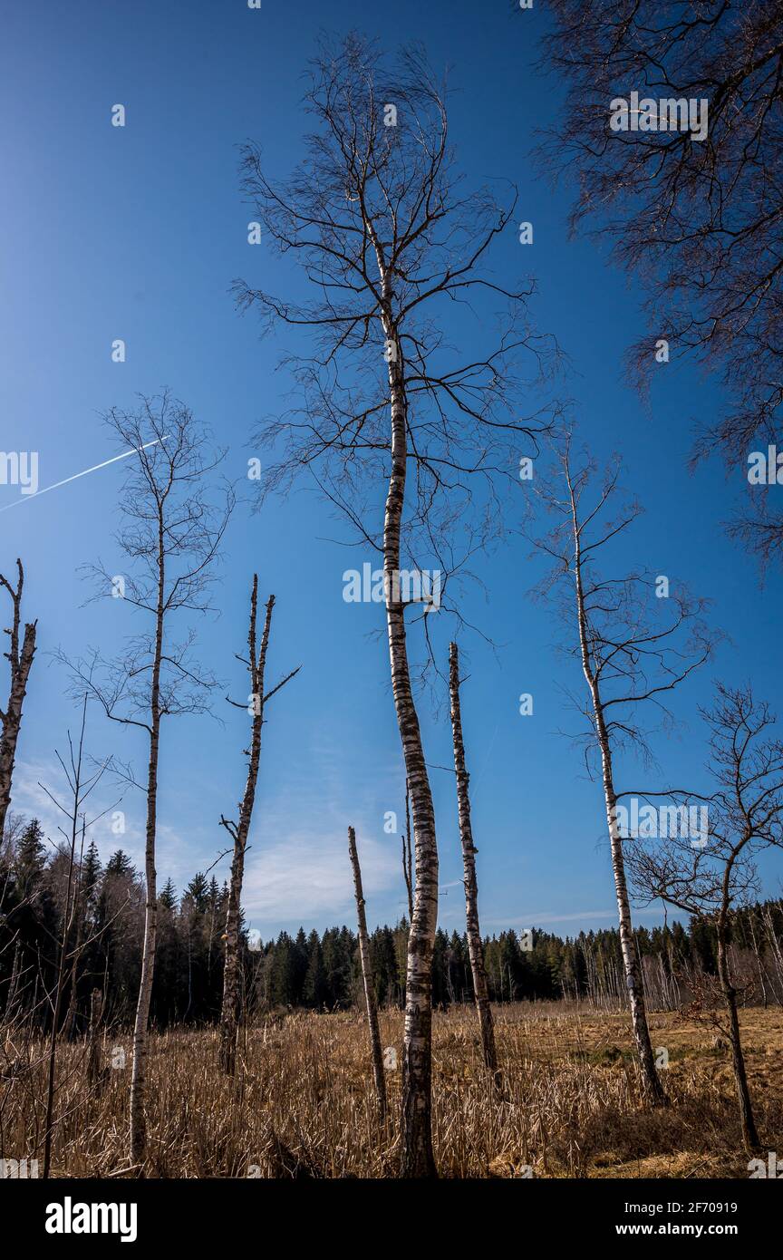 Bog vegetation hi-res stock photography and images - Alamy