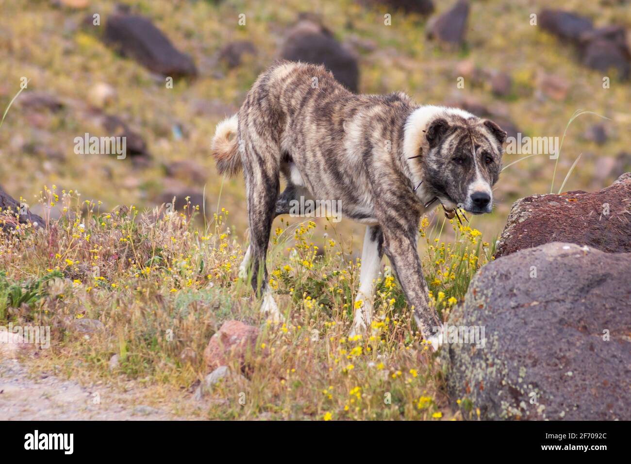 A mutt Herding dog near Heyran, Gilan, Iran Stock Photo - Alamy