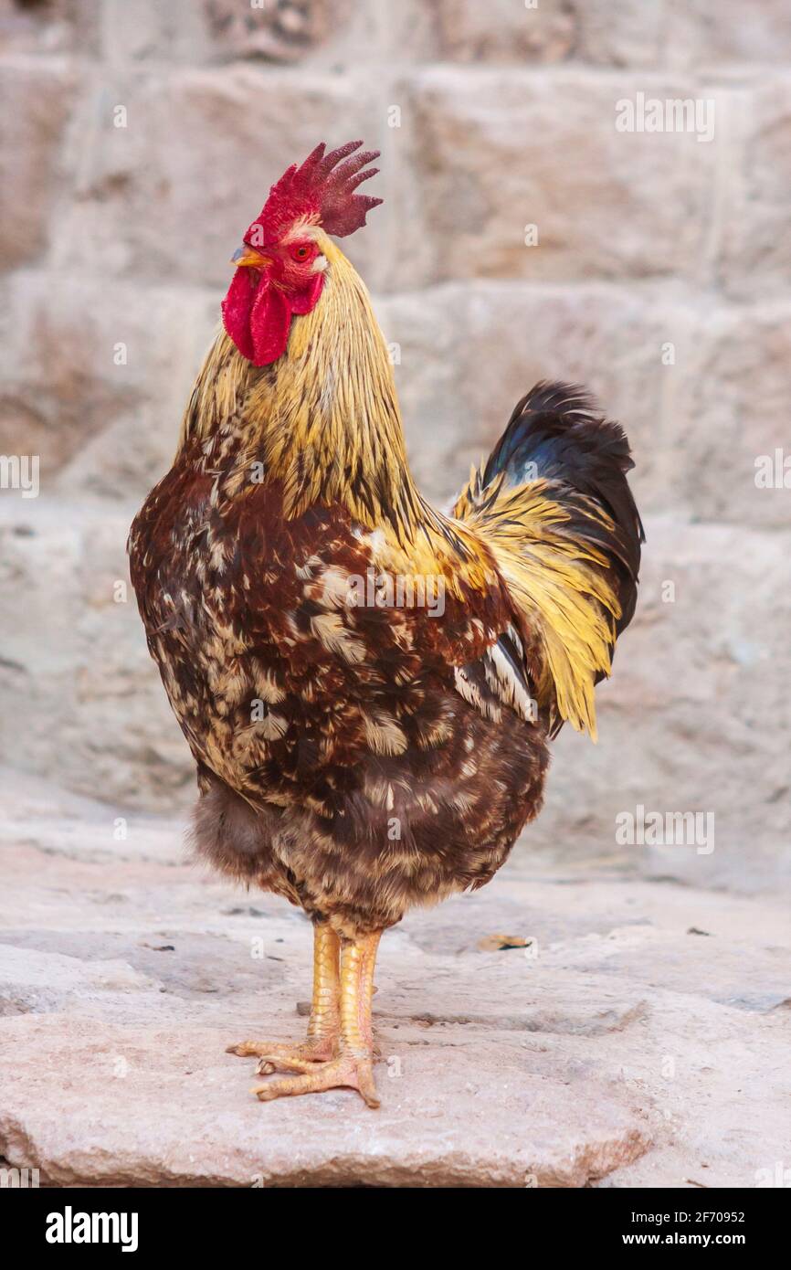 Rooster or Chicken Stock Photo - Alamy