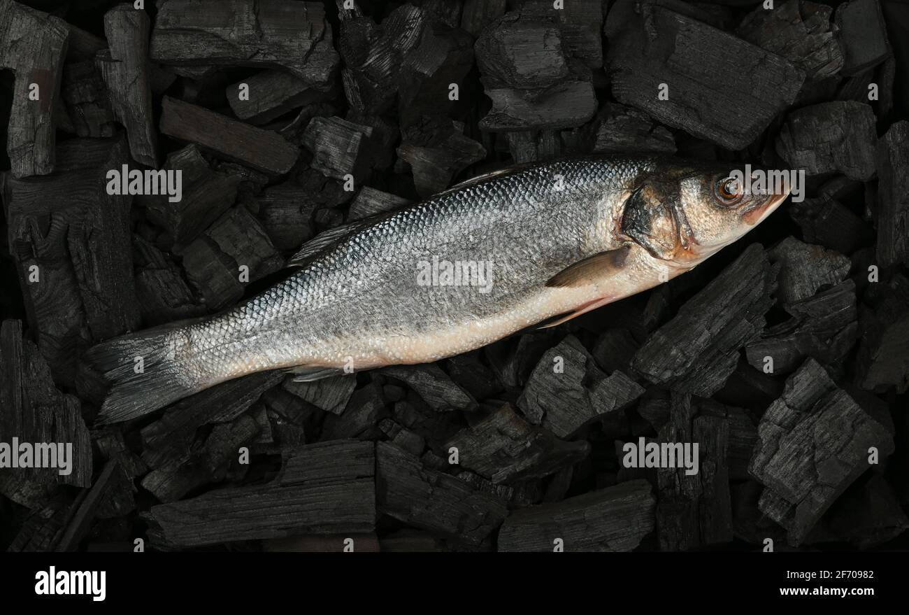 Close up raw European sea bass fish on black lump charcoal pieces ready ...
