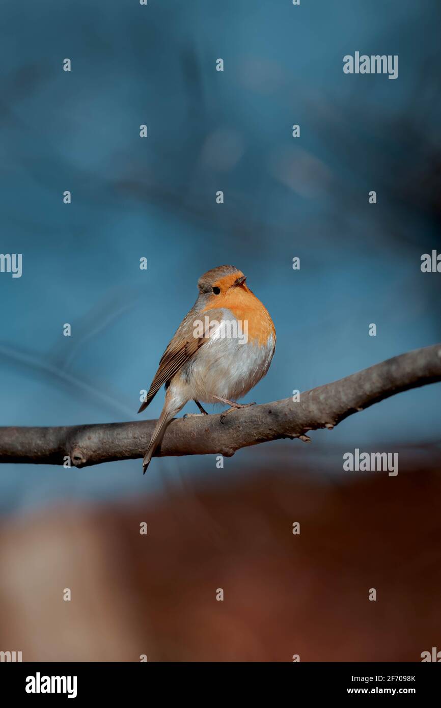 Bird close up photo Stock Photo - Alamy