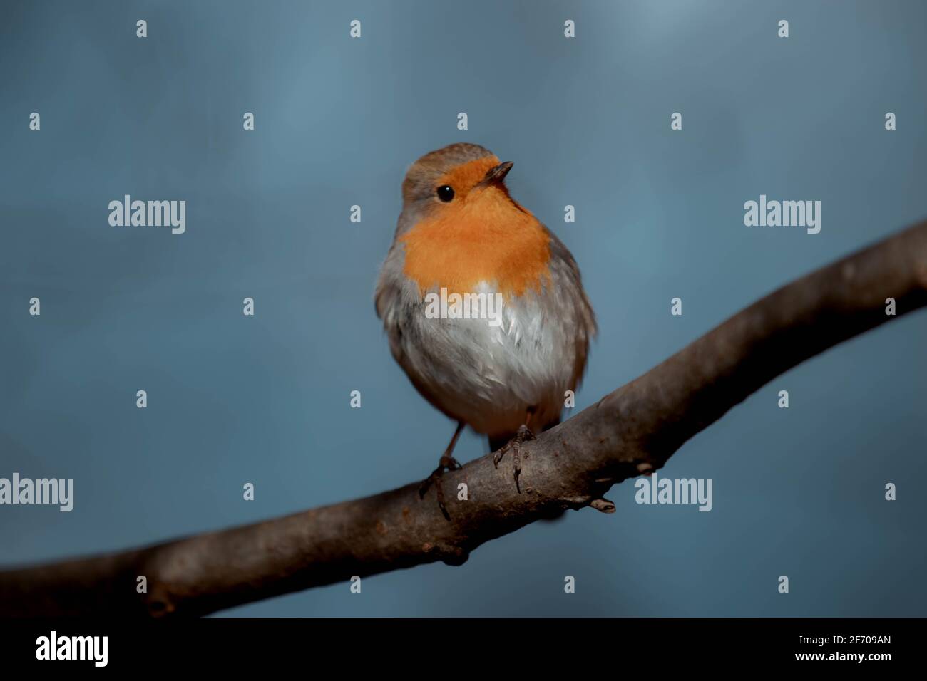 Bird close up photo Stock Photo - Alamy