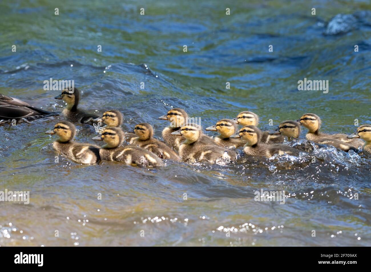 Large family of Mallard ducklings swimming in the river Stock Photo - Alamy