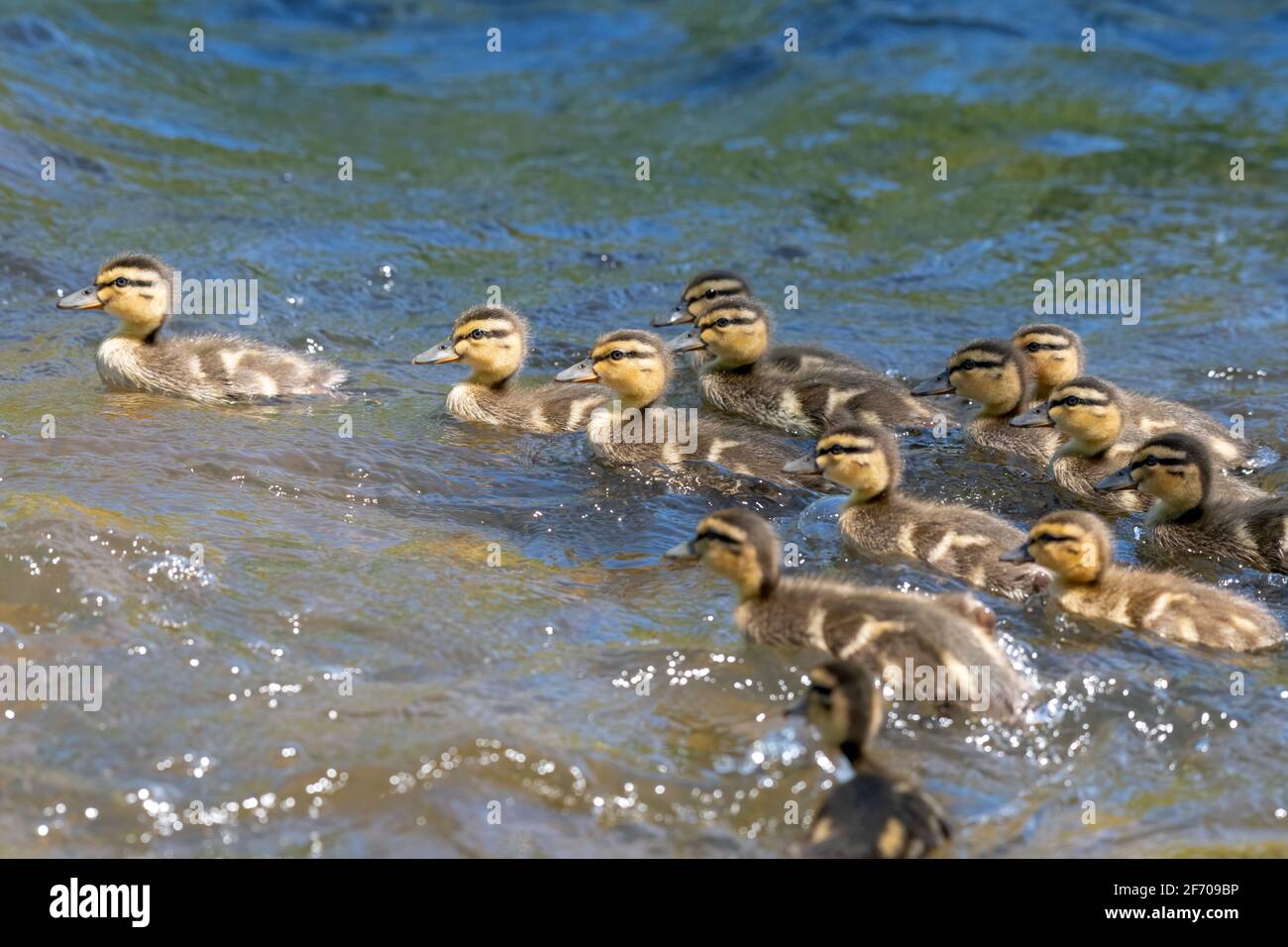 Large family of Mallard ducklings swimming in the river Stock Photo - Alamy