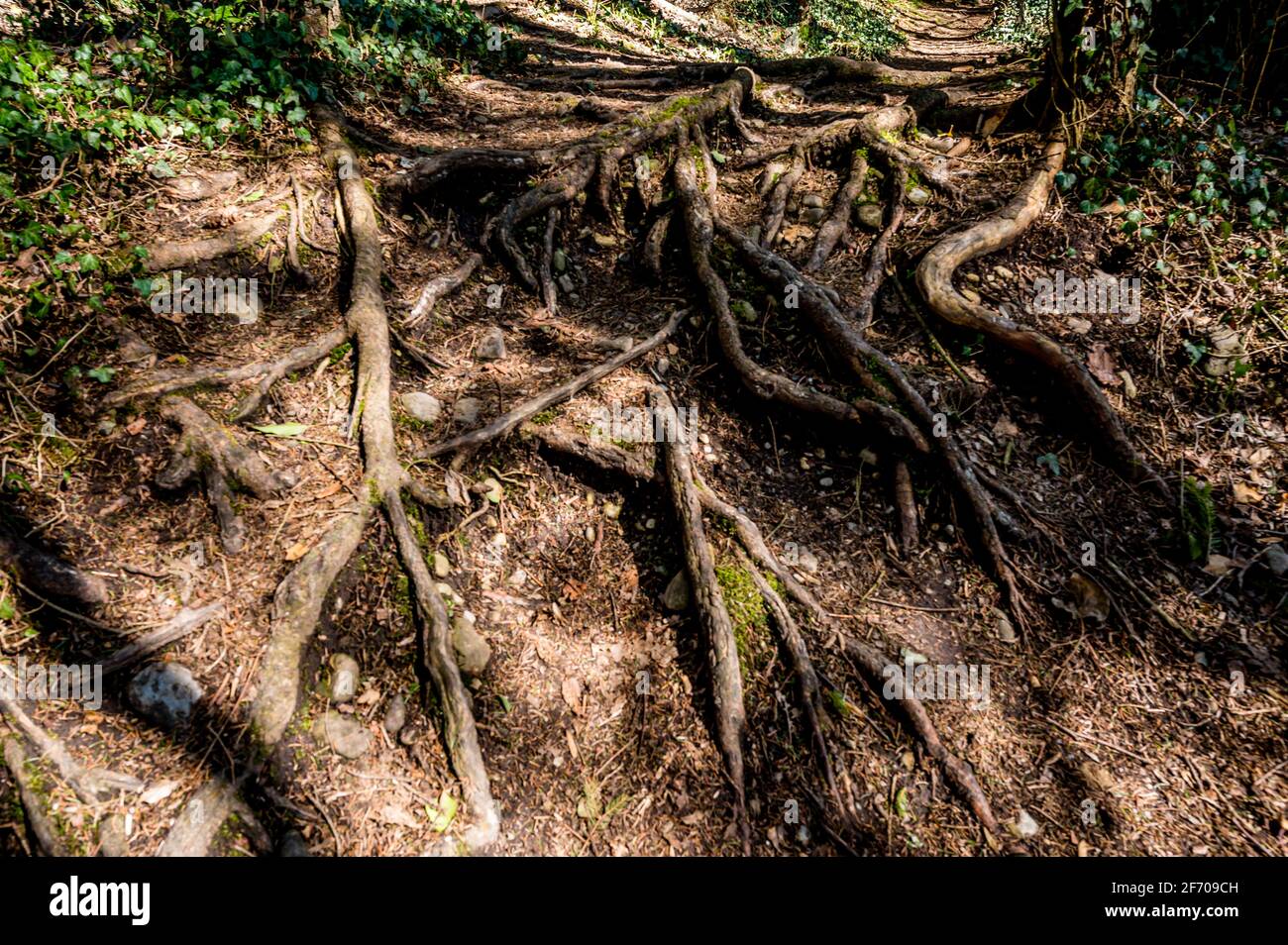 Large tree roots in forest. Switzerland. Beauty in nature Stock Photo ...