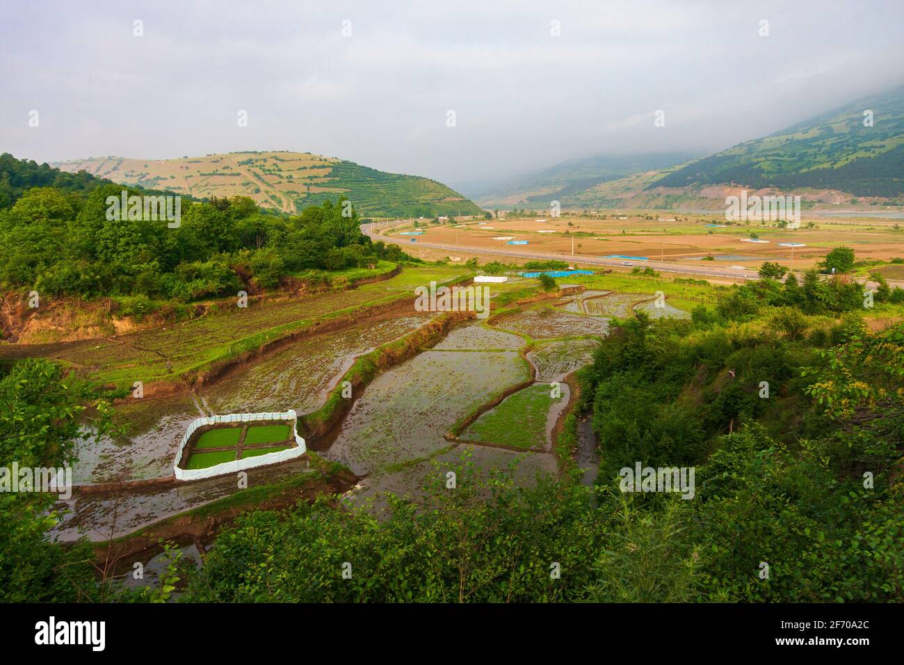 Iran rice field hi-res stock photography and images - Alamy