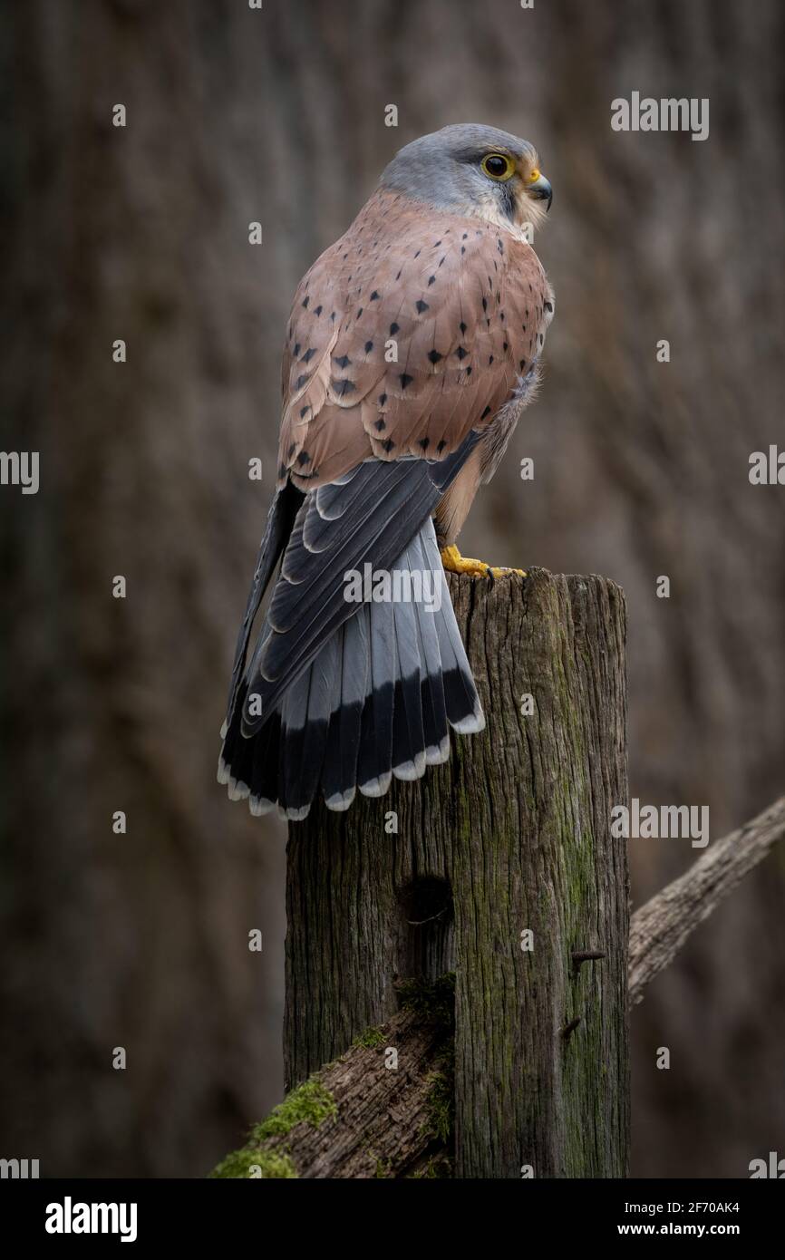 Male adult European Kestrel (Falco tinnunculus) bird of prey ...