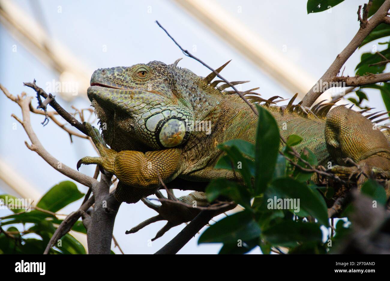 Green iguana also known as the American iguana is a lizard reptile in ...
