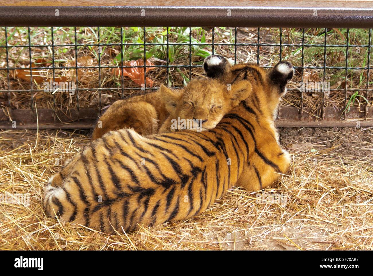 little lion cub and tiger cub relax together Stock Photo - Alamy