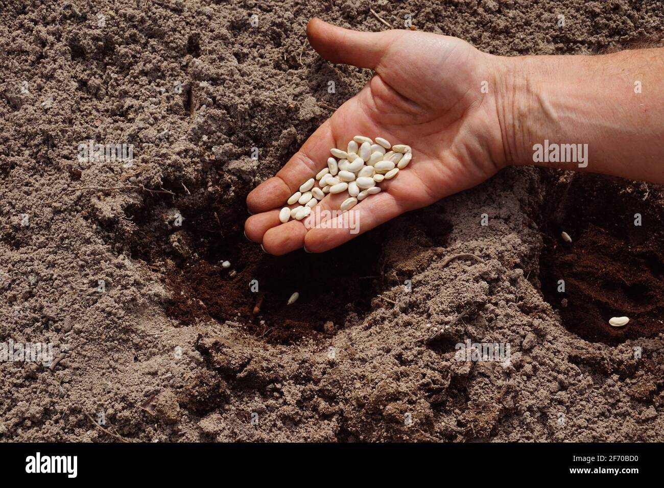 String bean seed hi-res stock photography and images - Alamy