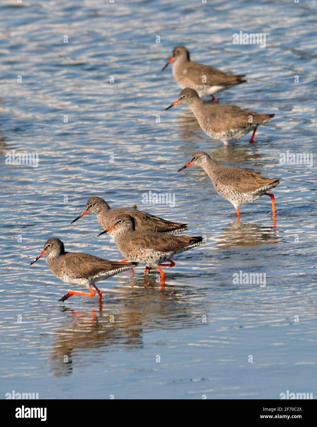 REDSHANKS, PORTSMOUTH HARBOUR Stock Photo - Alamy