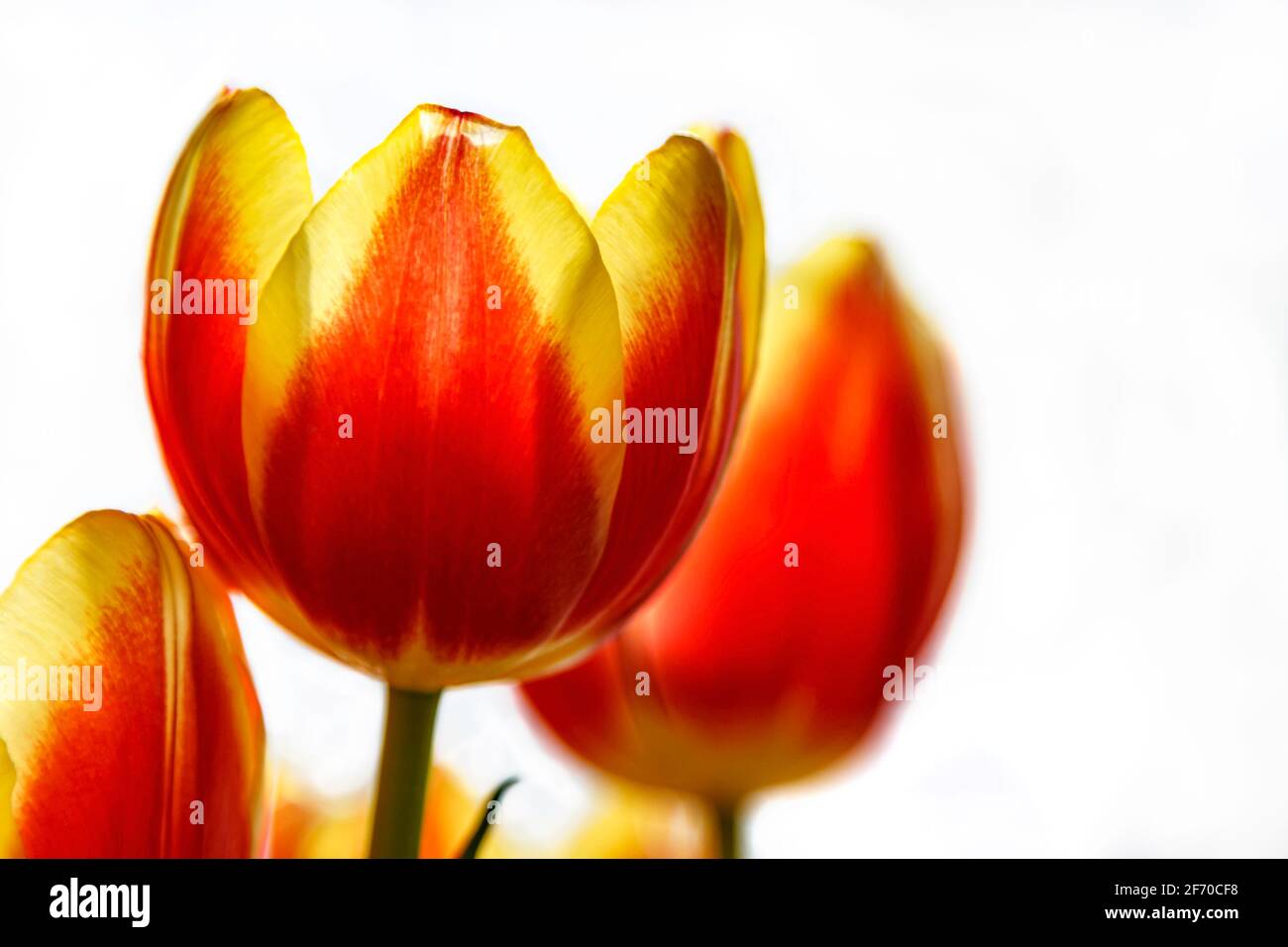 Bright Red and Yellow Tulips on a white background Stock Photo - Alamy