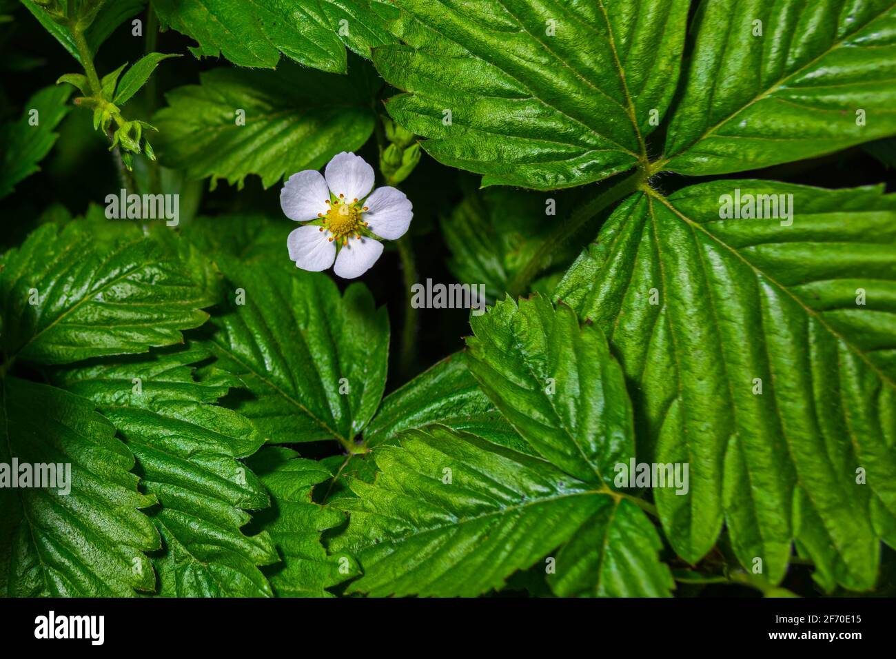 Strawberry flower among green leaves in spring Stock Photo - Alamy