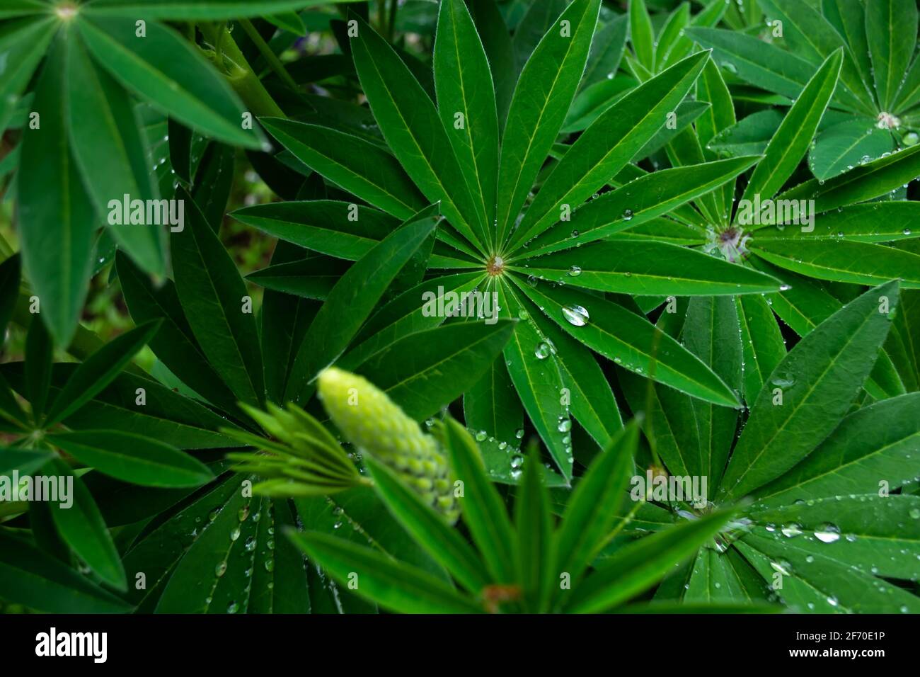 Lupine plant - green leaves in raindrops. Beautiful background and ...