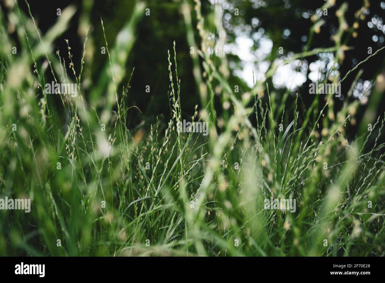 Inflorescence of grass. Beautiful realistic herbal background in dark ...