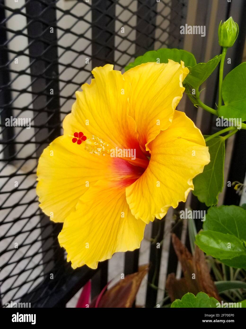 Hibiscus in summer sun hi-res stock photography and images - Alamy
