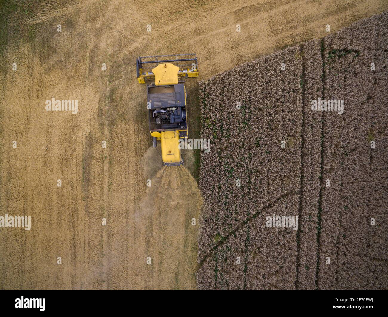 Harvest of wheat in the summer from top down with harvester in the ...