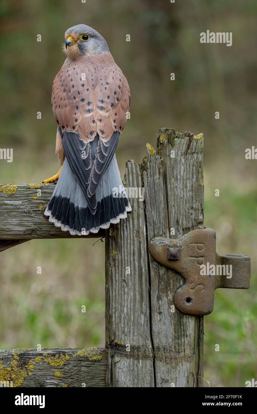 Male adult European Kestrel (Falco tinnunculus) bird of prey ...
