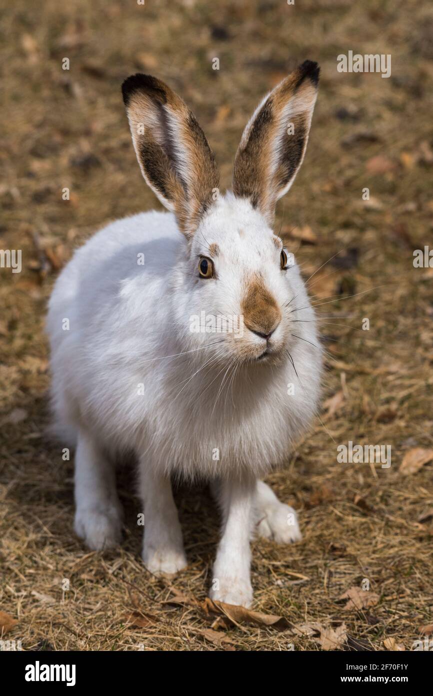 White-tailed Jackrabbit (Lepus townsendii) in spring camouflage ...