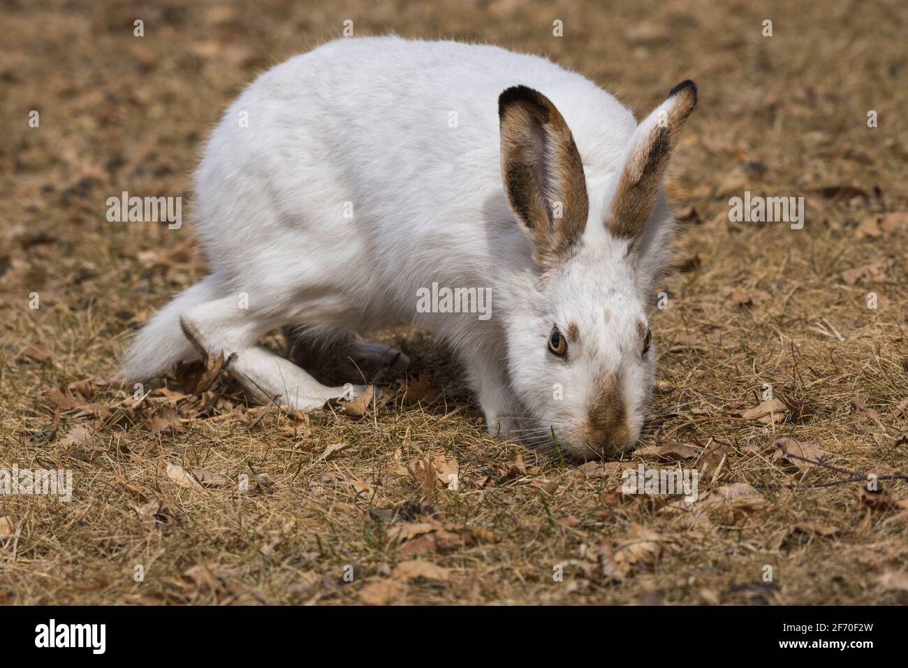 White-tailed Jackrabbit (Lepus townsendii) in spring camouflage ...