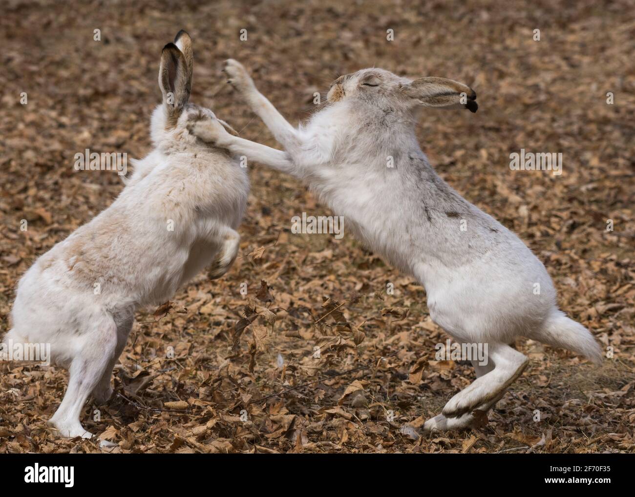 Edmonton jackrabbit hi-res stock photography and images - Alamy