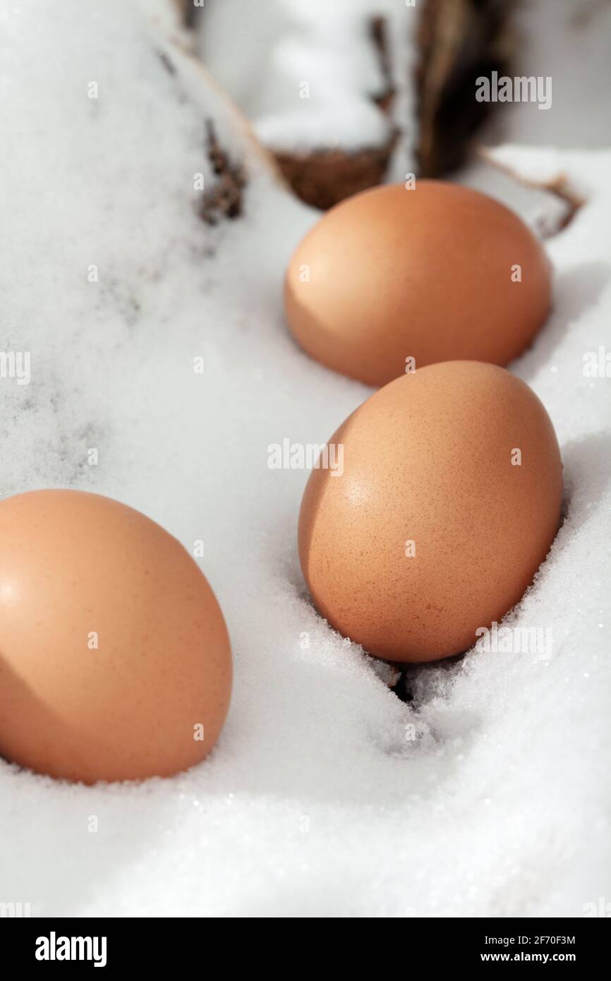 Chicken eggs in the snow. A modern composition about village life ...