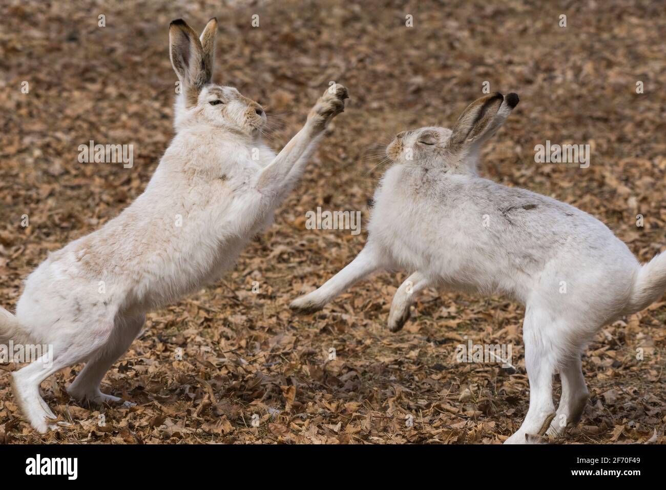 Edmonton jackrabbit hi-res stock photography and images - Alamy