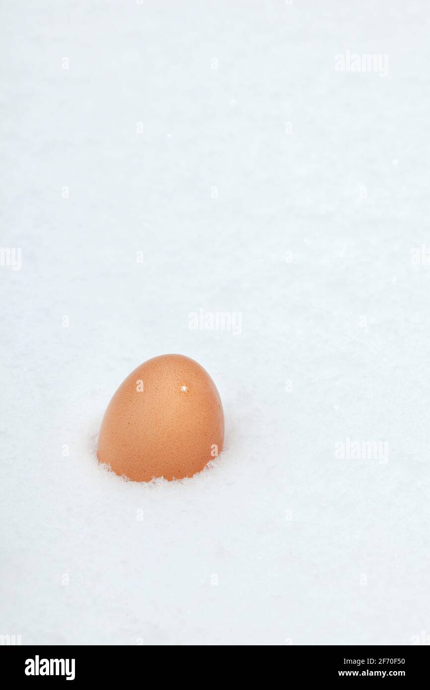 Chicken egg in the snow. A modern composition about village life ...