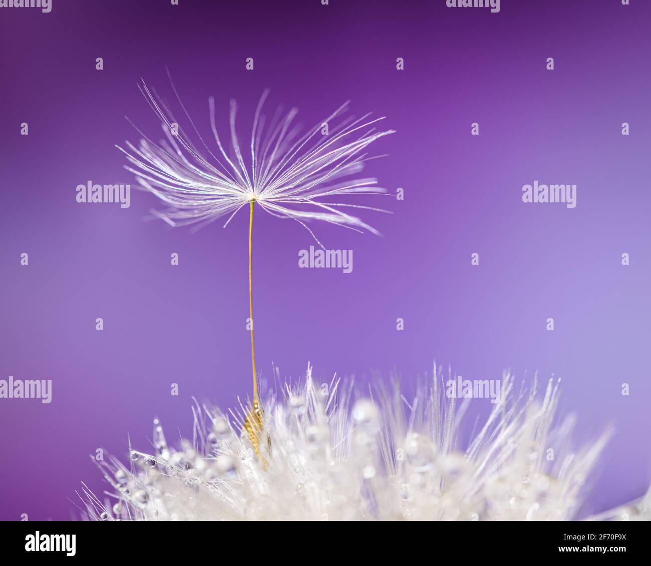 Single seed hi-res stock photography and images - Alamy