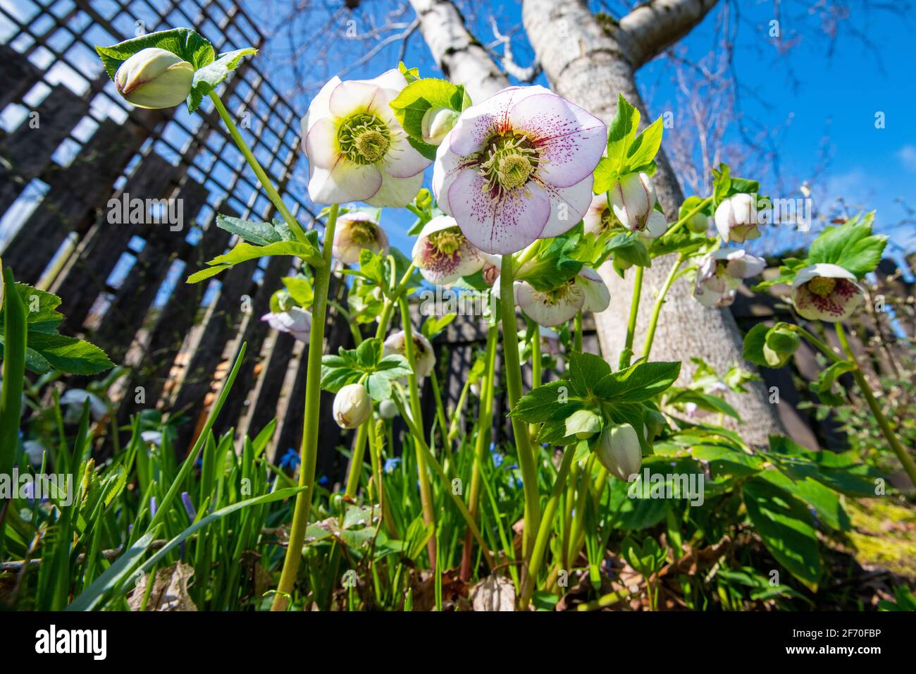 Hellebore, Helleborus foetidus, stinking hellebore Stock Photo - Alamy