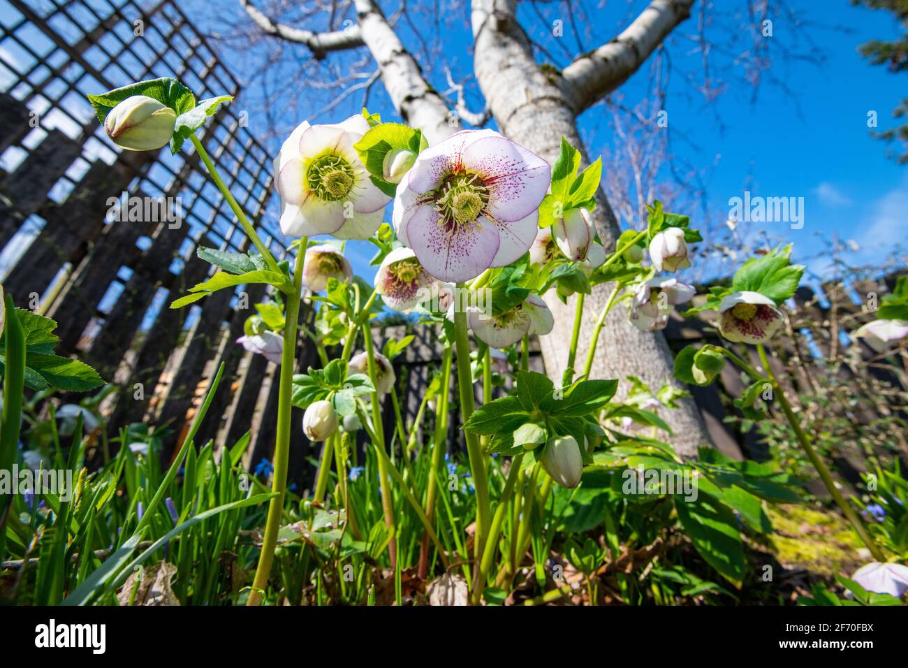 Hellebore, Helleborus foetidus, stinking hellebore Stock Photo - Alamy