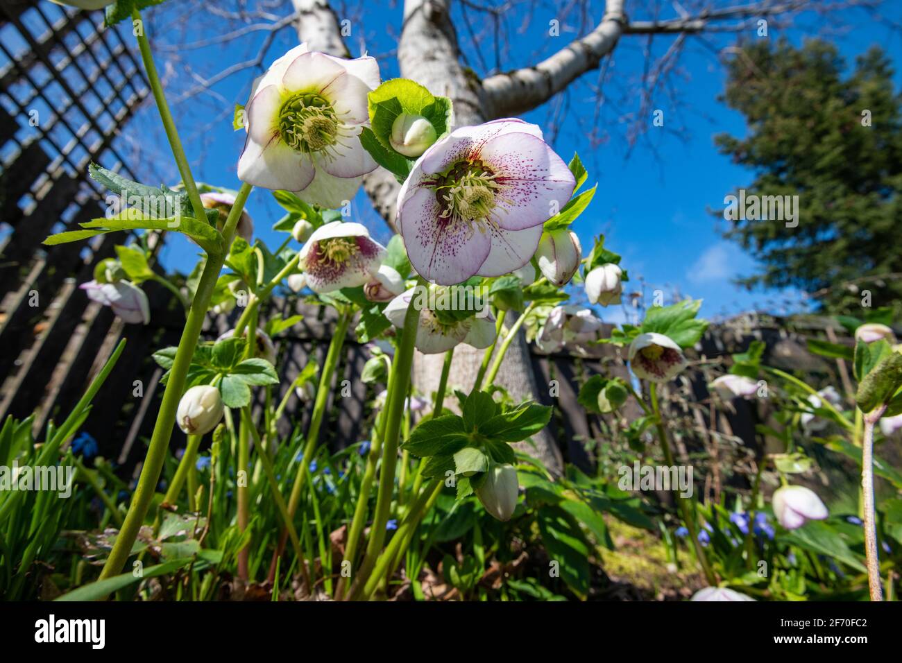 Hellebore, Helleborus foetidus, stinking hellebore Stock Photo - Alamy