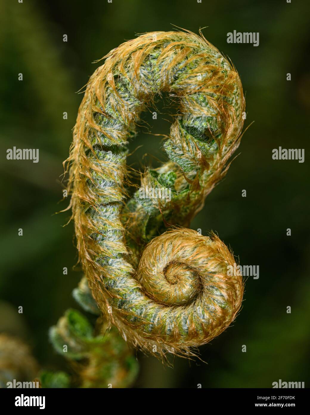Uncurl hi-res stock photography and images - Alamy