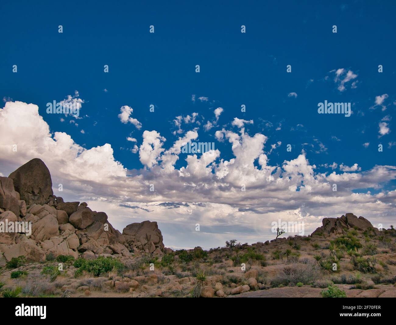 Joshua Tree Vista - Cloudy Blue Sky Stock Photo - Alamy