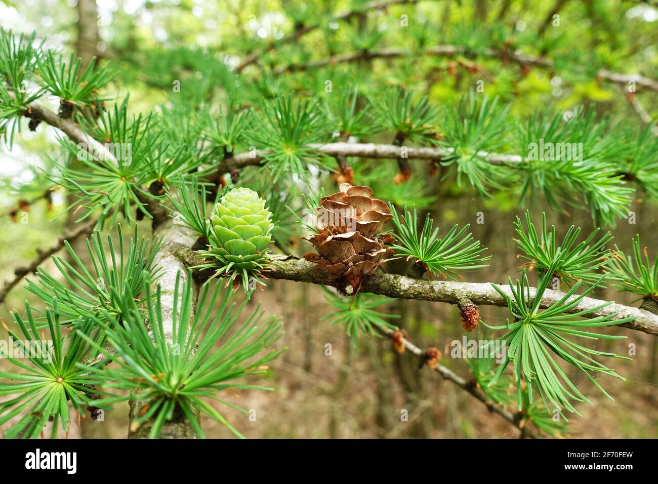 Green larch cones larch tree hi-res stock photography and images - Alamy