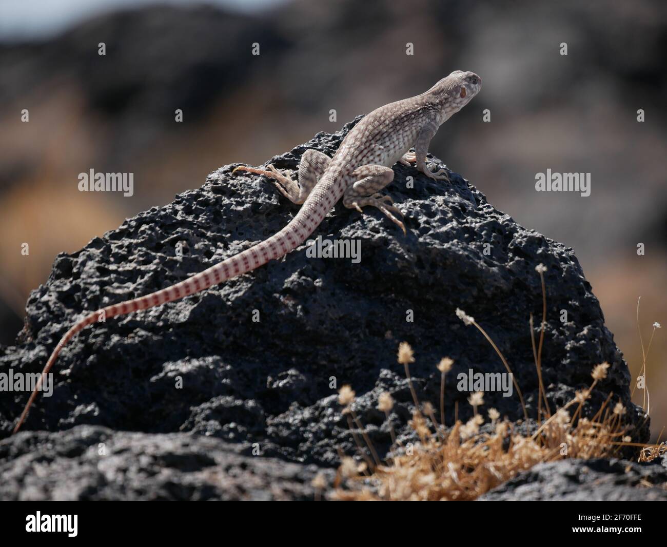 Desert Iguana - Dipsosaurus dorsalis at Amboy Crater Stock Photo - Alamy
