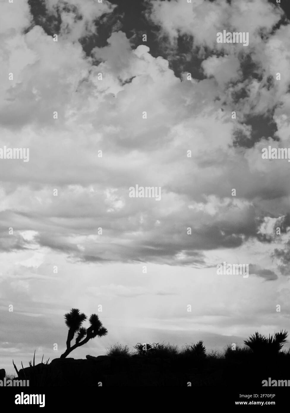 Black and White Joshua Tree Silhouette in Cloudy Sky in Joshua Tree ...