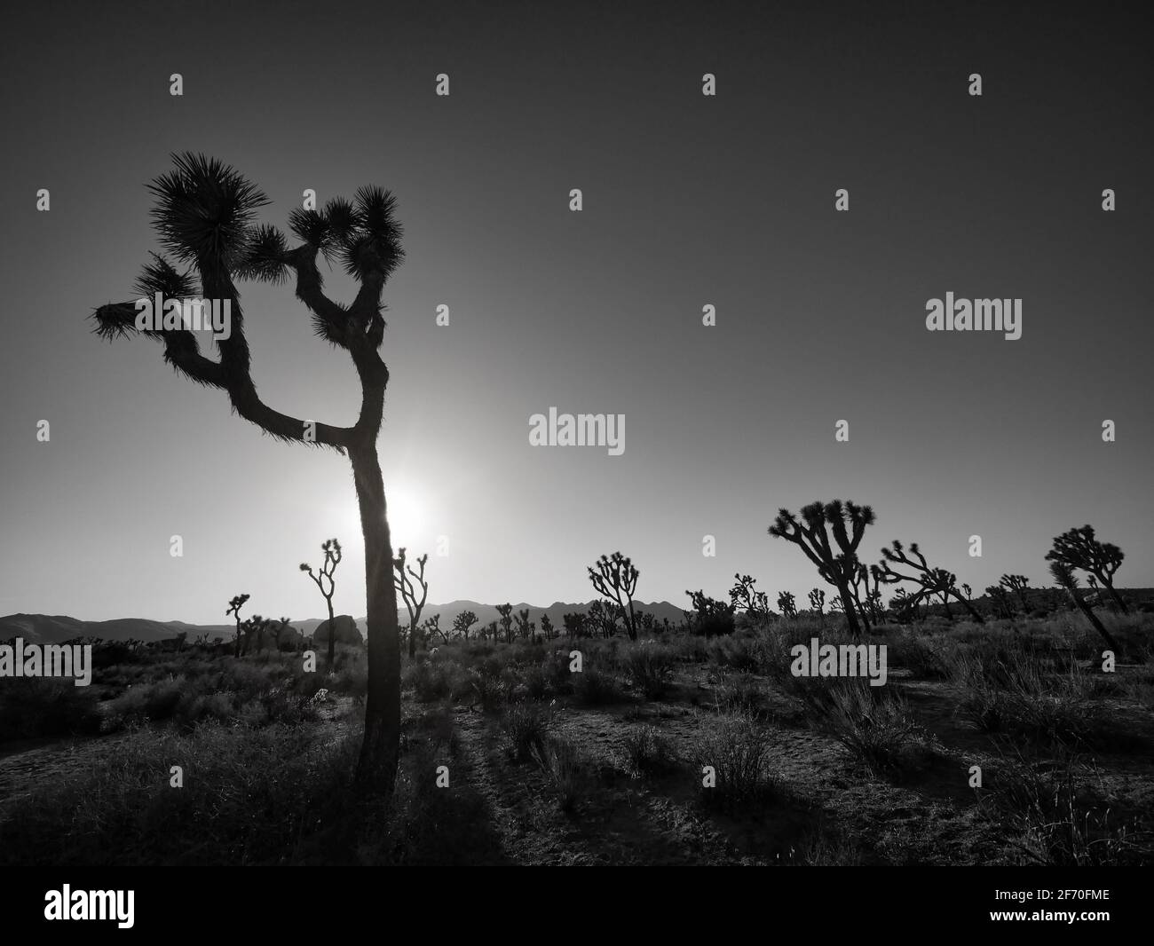 Silhouette of joshua tree hi-res stock photography and images - Alamy