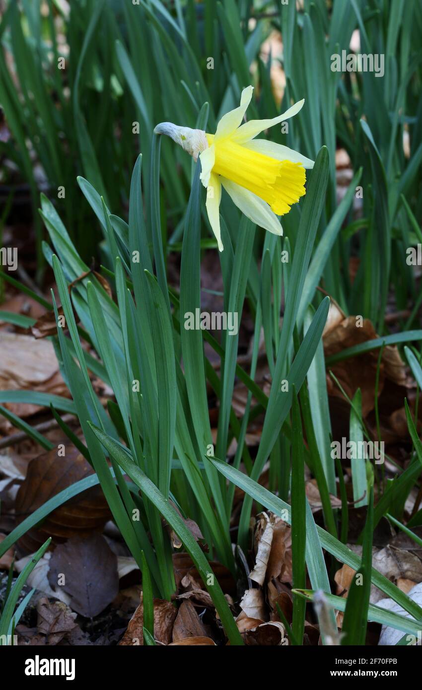 Wild Daffodil - Narcissus pseudonarcissus Stock Photo - Alamy