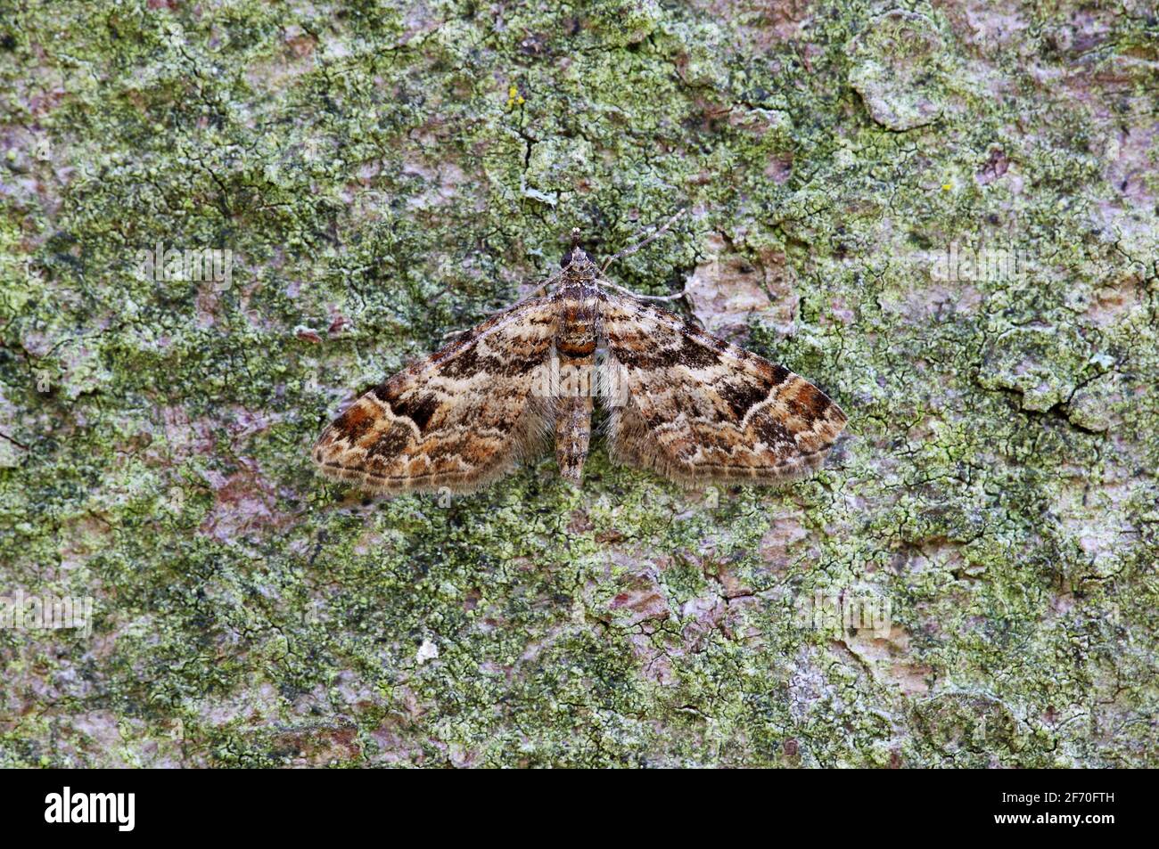 Double Striped Pug Moth High Resolution Stock Photography and Images ...