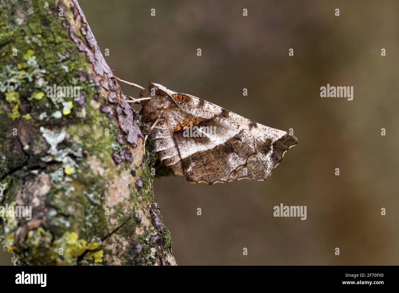 Early thorn moth hi-res stock photography and images - Alamy