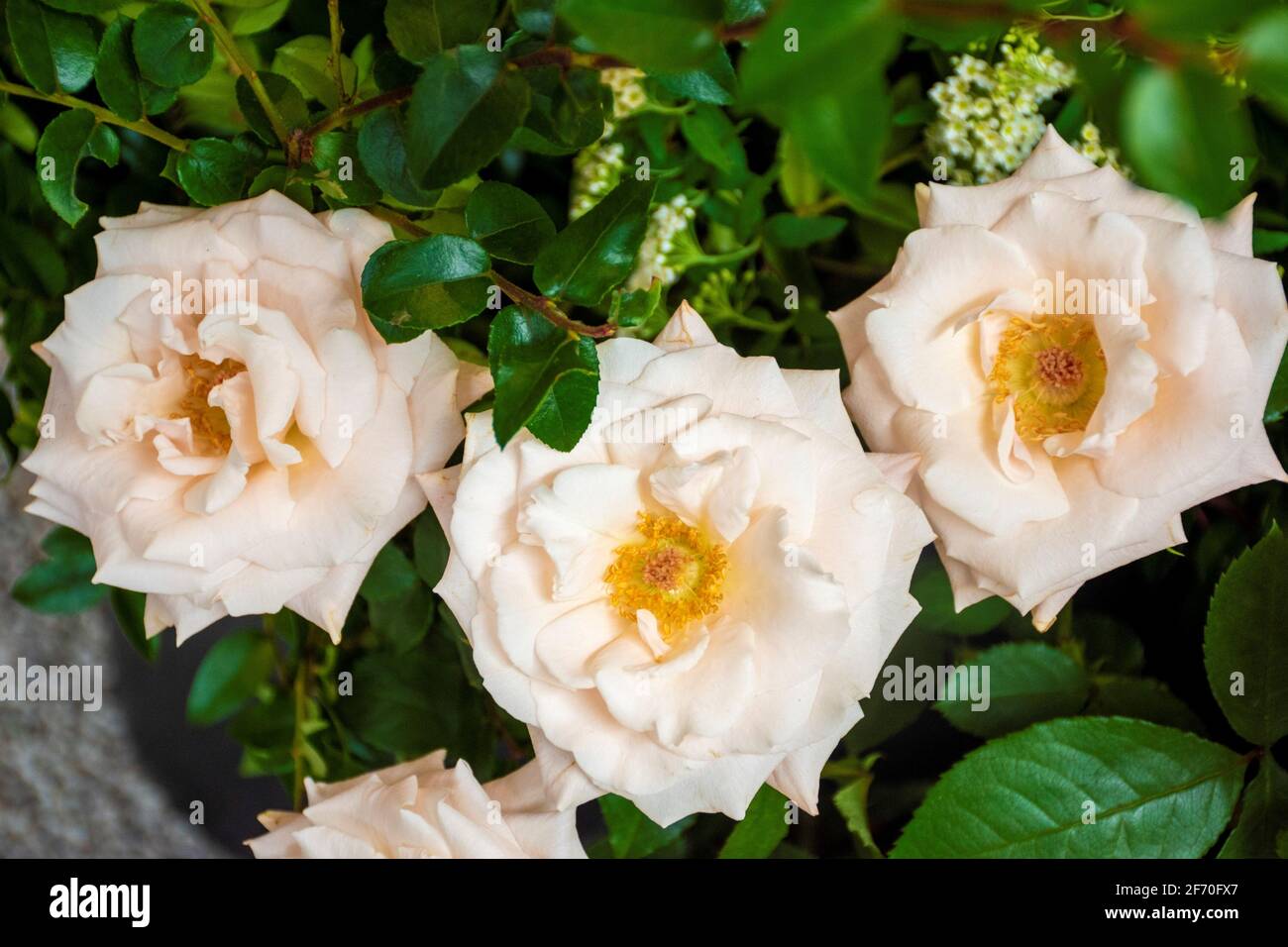 beautiful rose set sail champagne color in the middle of other roses ...