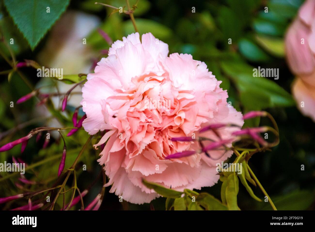 delicate pastel pink carnation with green leaves background Stock Photo ...
