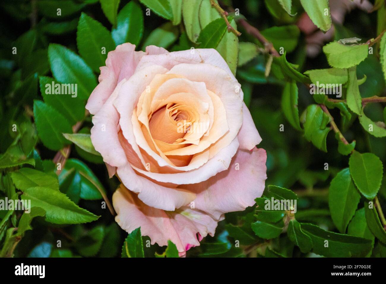 beautiful rose light pink and yellow color with green leaves background ...