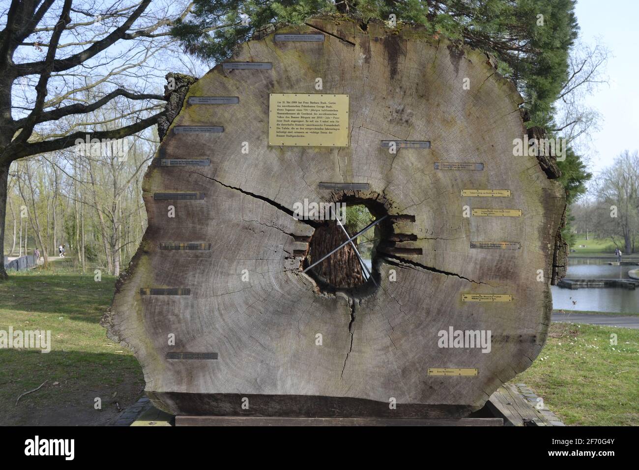Mammoth Tree High Resolution Stock Photography and Images - Alamy