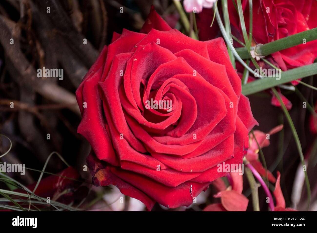 Low key rose hi-res stock photography and images - Alamy